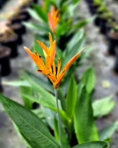 Heliconia ‘Choconiana’ | PlantVine
