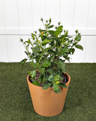 Tropical Hibiscus ‘Double Peach’ | PlantVine