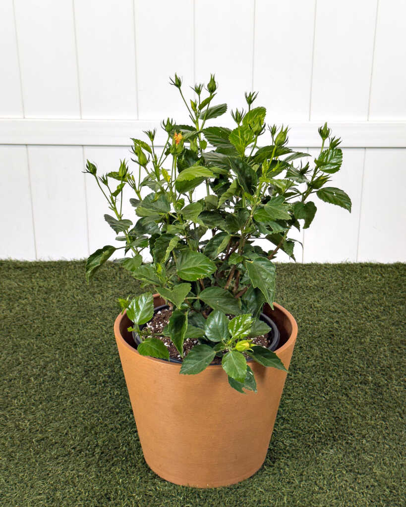 Tropical Hibiscus ‘Double Peach’ | PlantVine