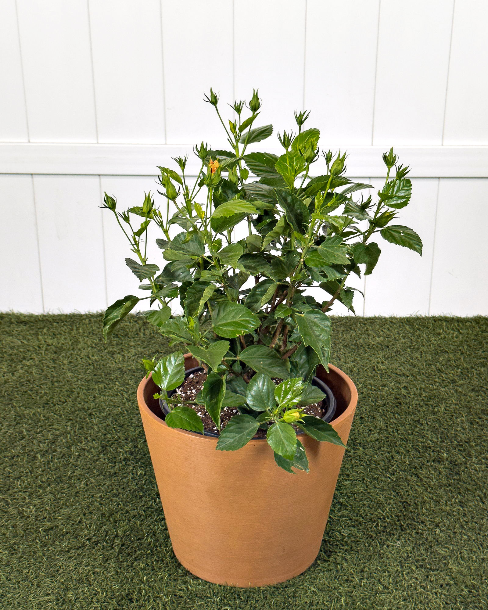 Tropical Hibiscus ‘Double Peach’ | PlantVine