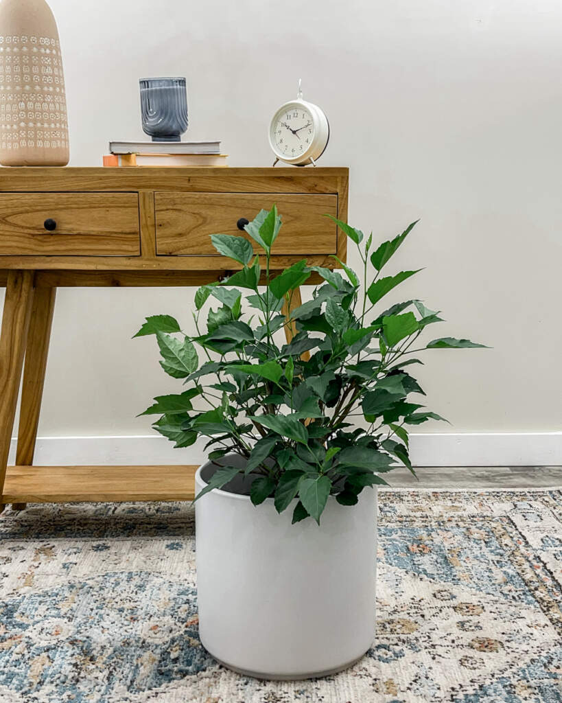 Shop Plants | PlantVine