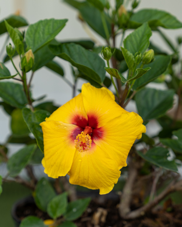 Buy Hibiscus rosa-sinensis 'Tequila', Tropical Hibiscus | Free Shipping ...