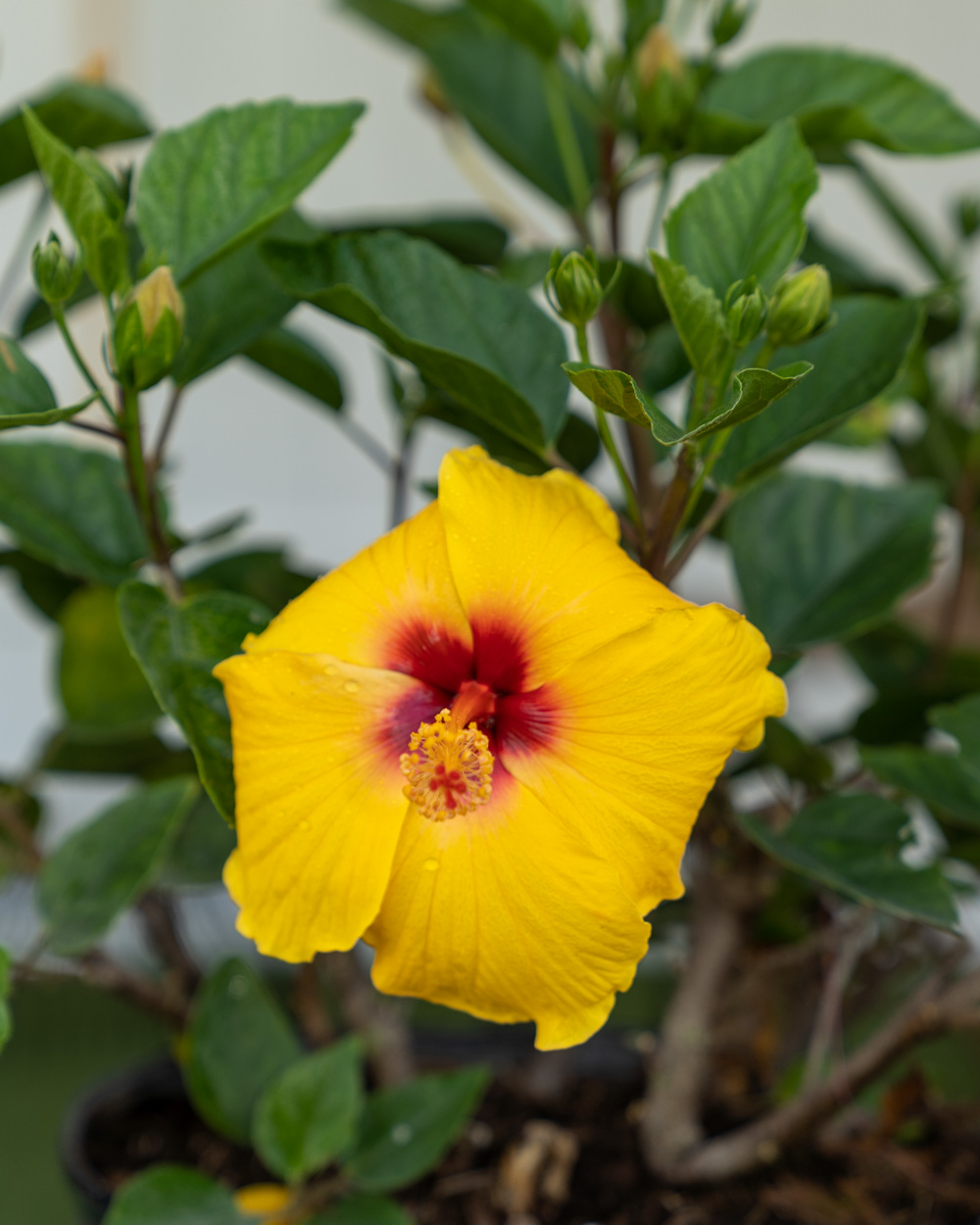 Buy Hibiscus rosa-sinensis 'Tequila', Tropical Hibiscus | Free Shipping ...