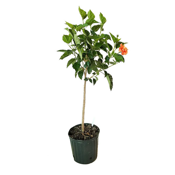 Buy Hibiscus rosa-sinensis 'Double Orange', Tropical Hibiscus 'Double ...