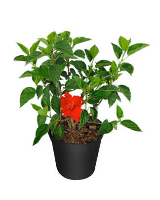 Tropical Hibiscus ‘Double Red’ | PlantVine