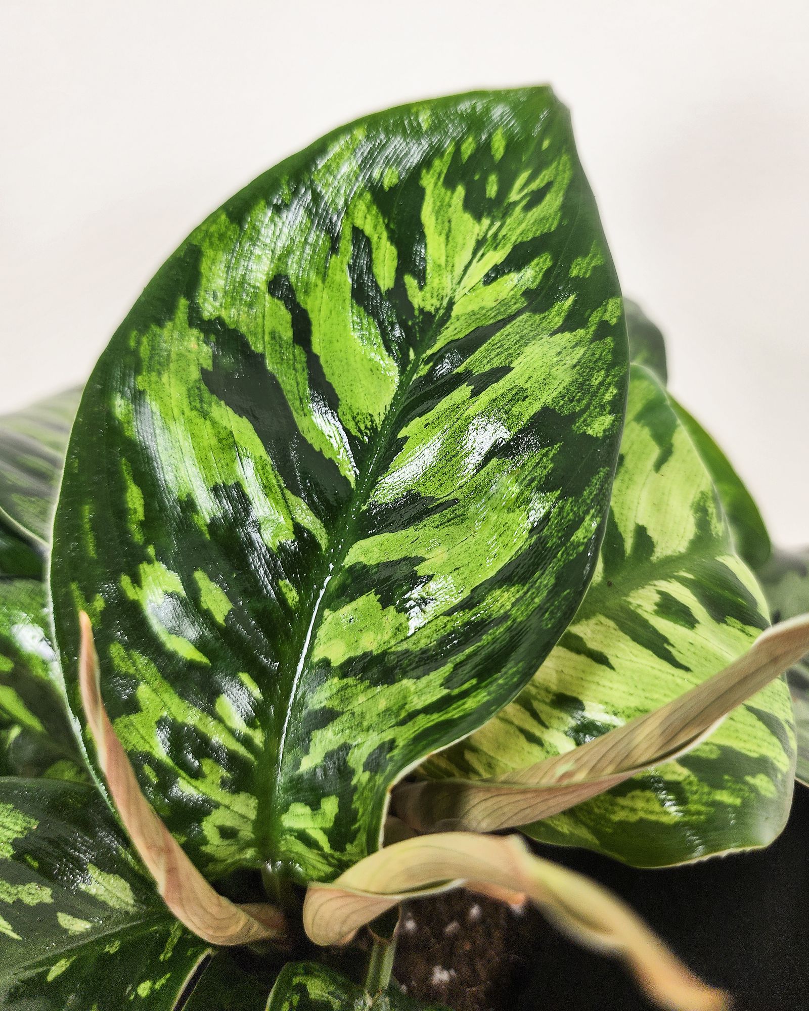 Homalomena ‘Camouflage’ | PlantVine