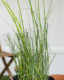 Equisetum hyemale, Horsetail Reed | PlantVine