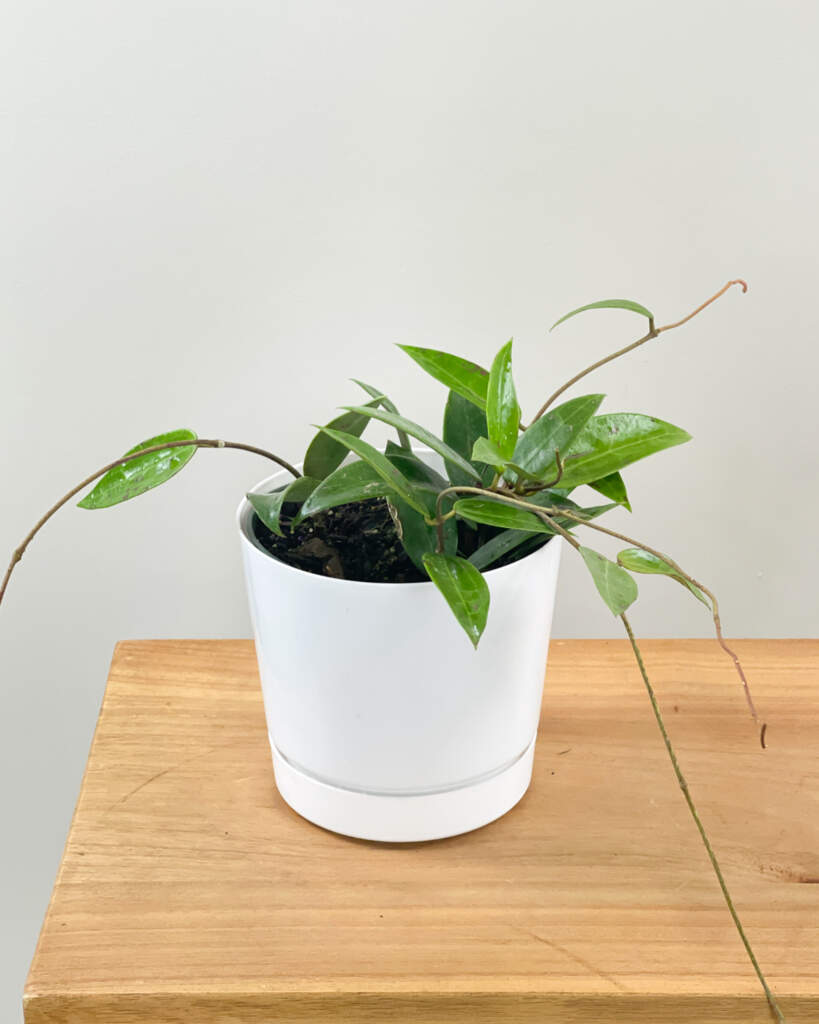 Hoya Varieties | PlantVine