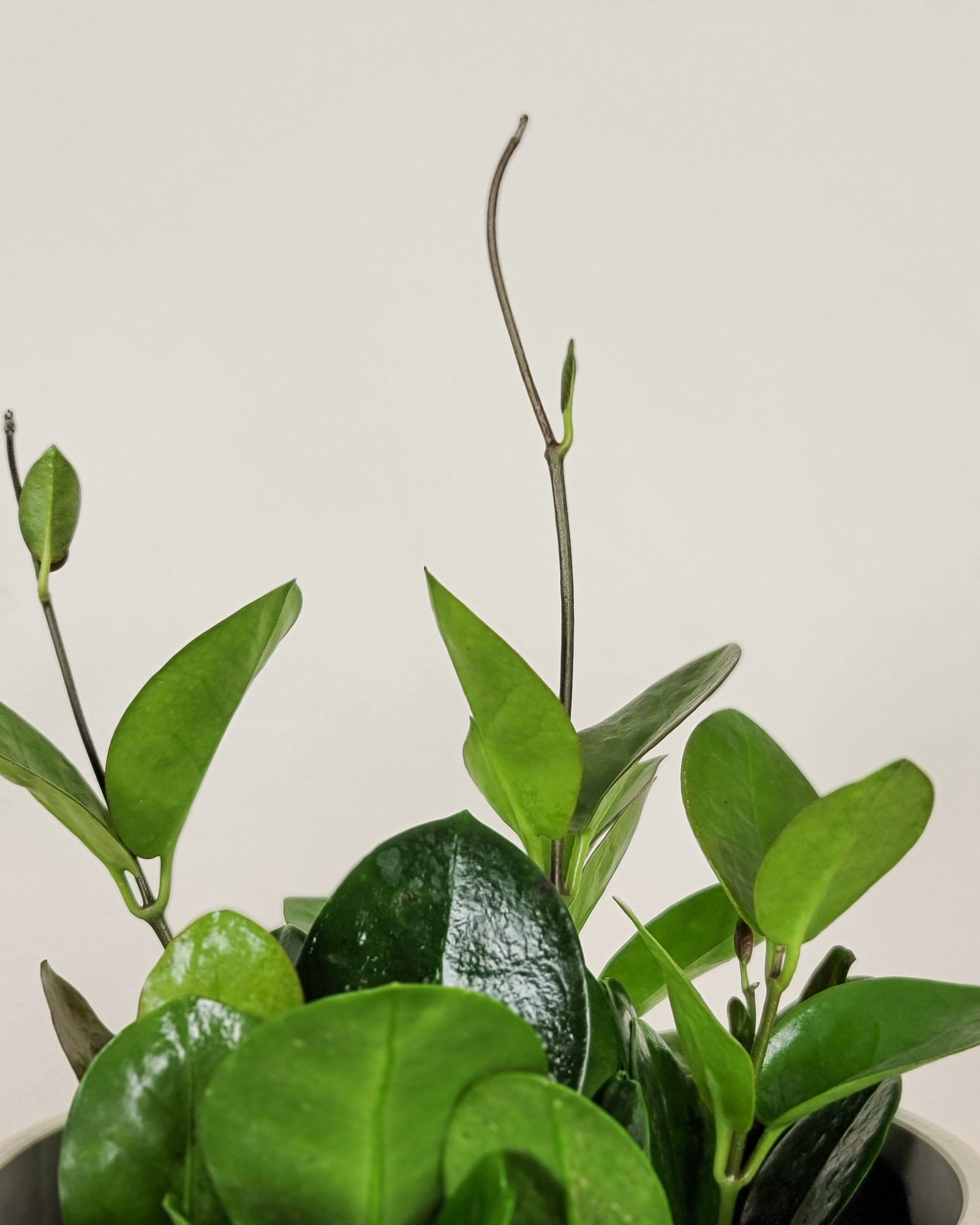 Hoya australis | PlantVine