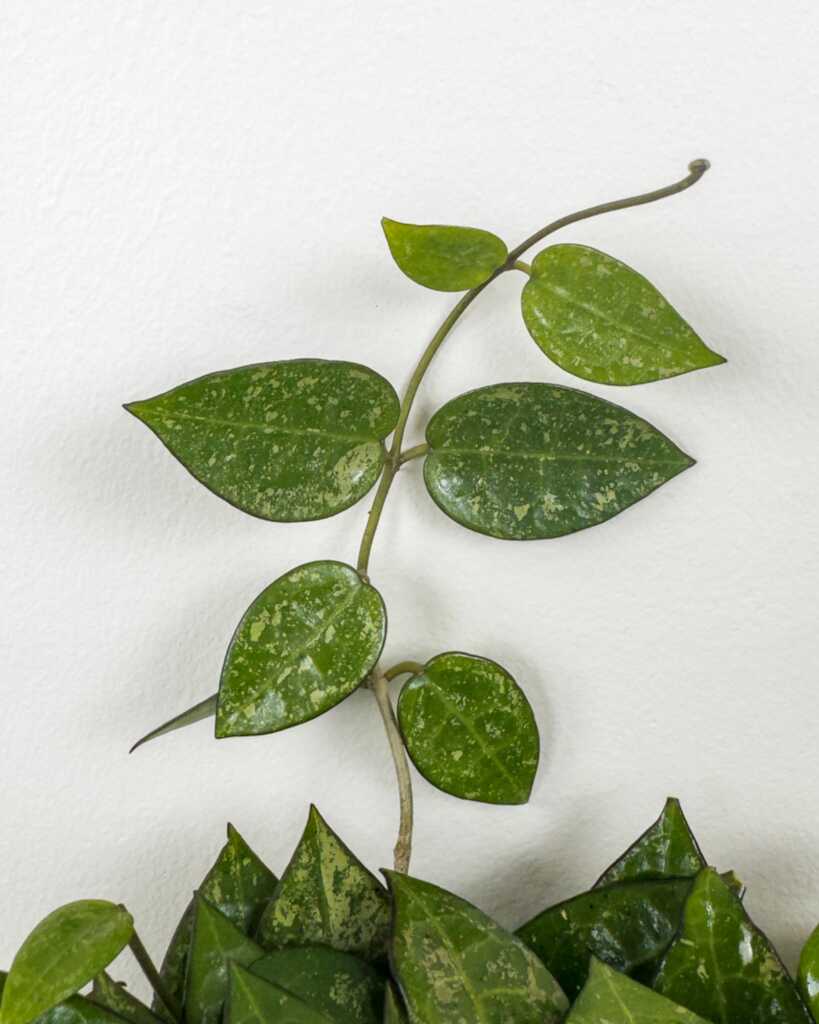 Black Margin Hoya | PlantVine