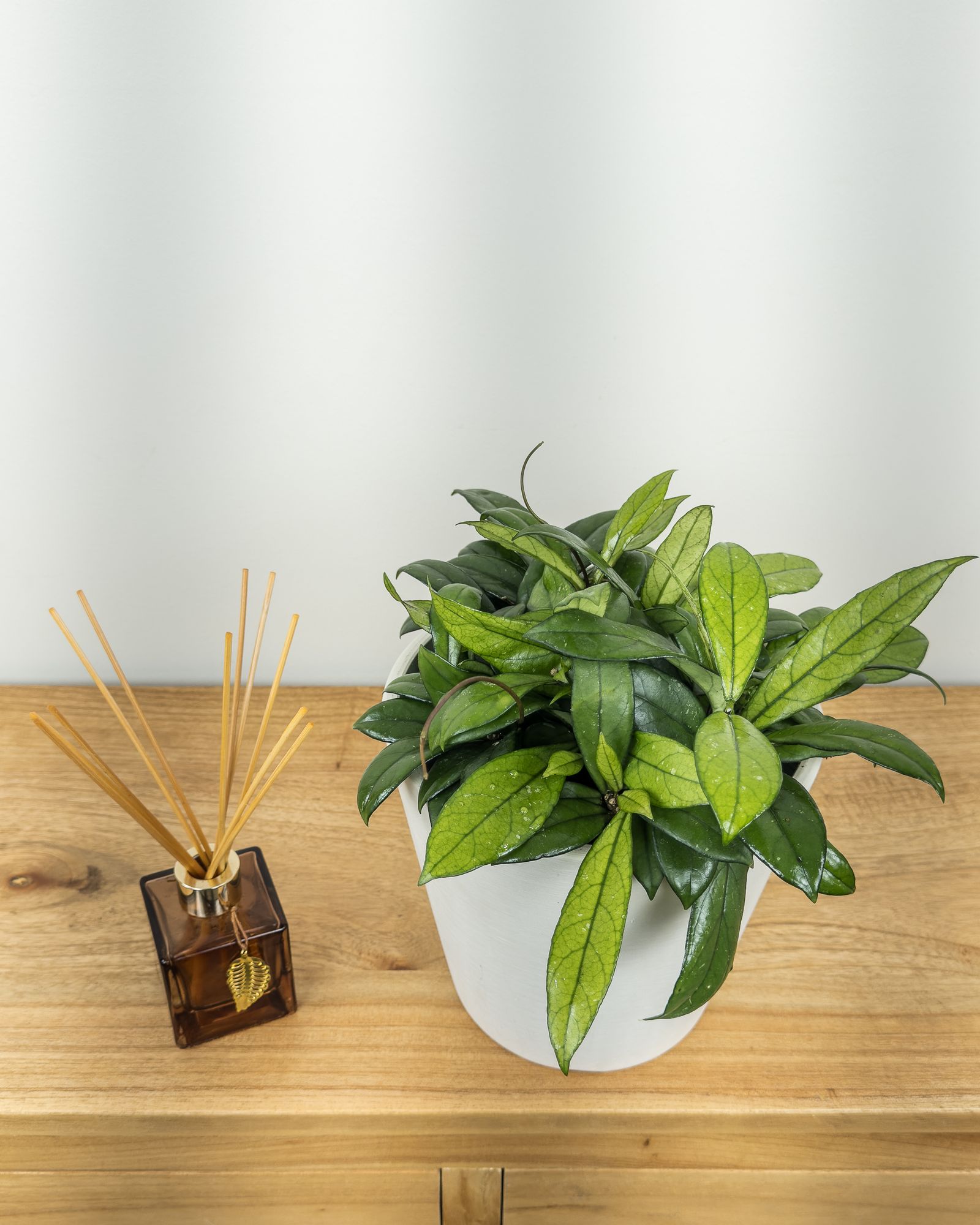 Hoya crassipetiolata | PlantVine