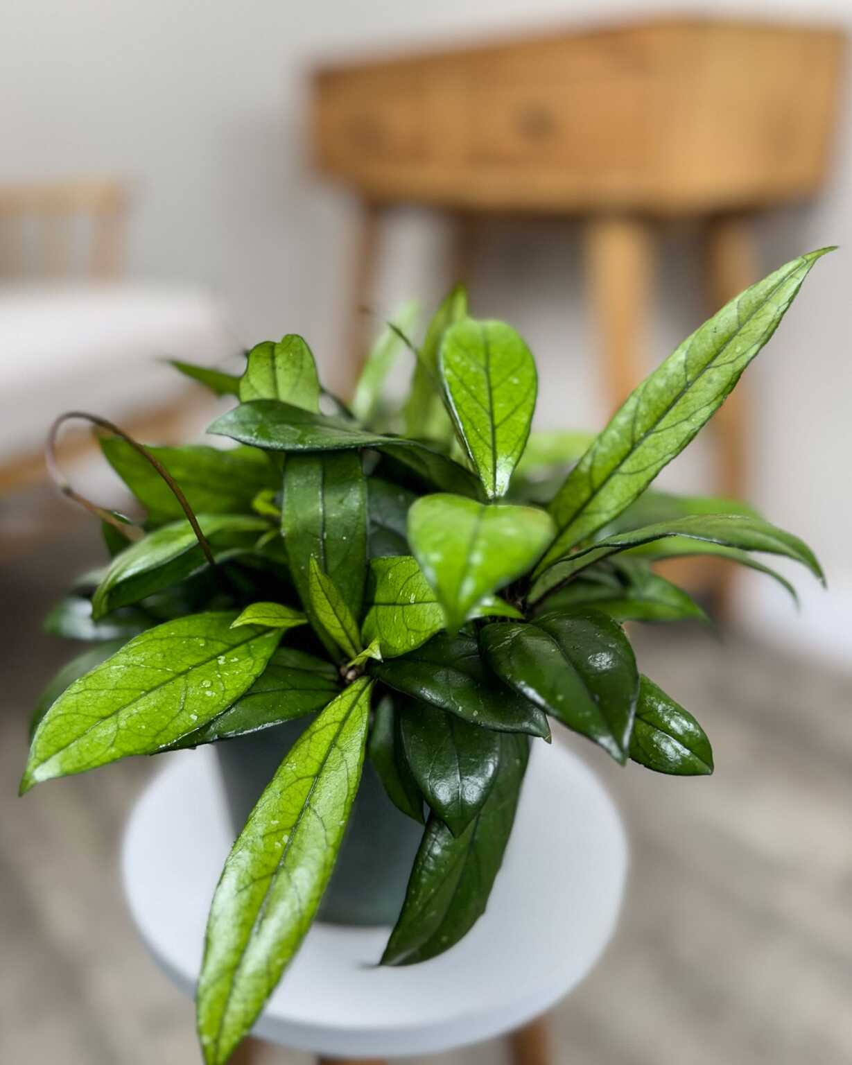 Hoya crassipetiolata | PlantVine