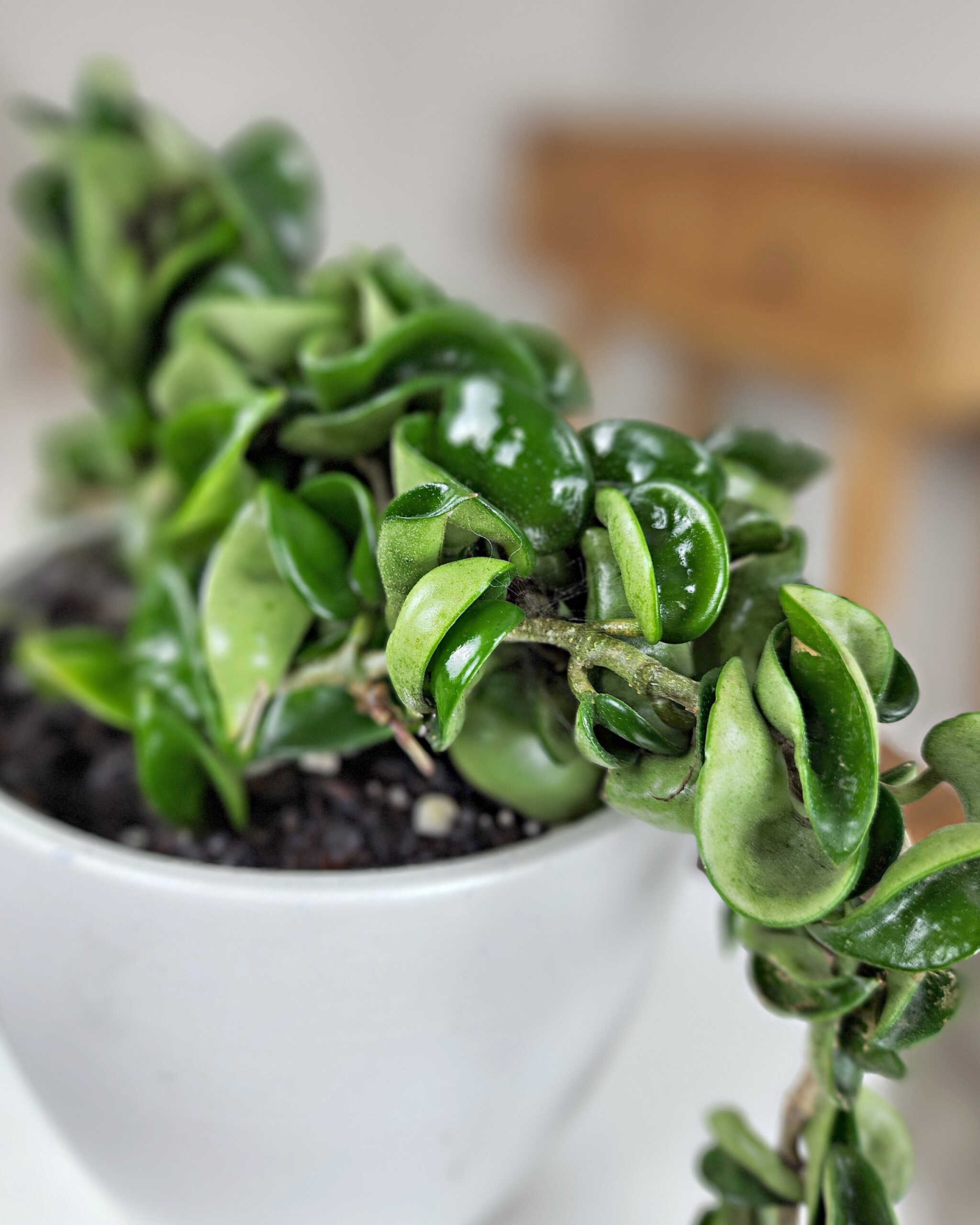 Hindu Rope Hoya ‘Compacta’ | PlantVine