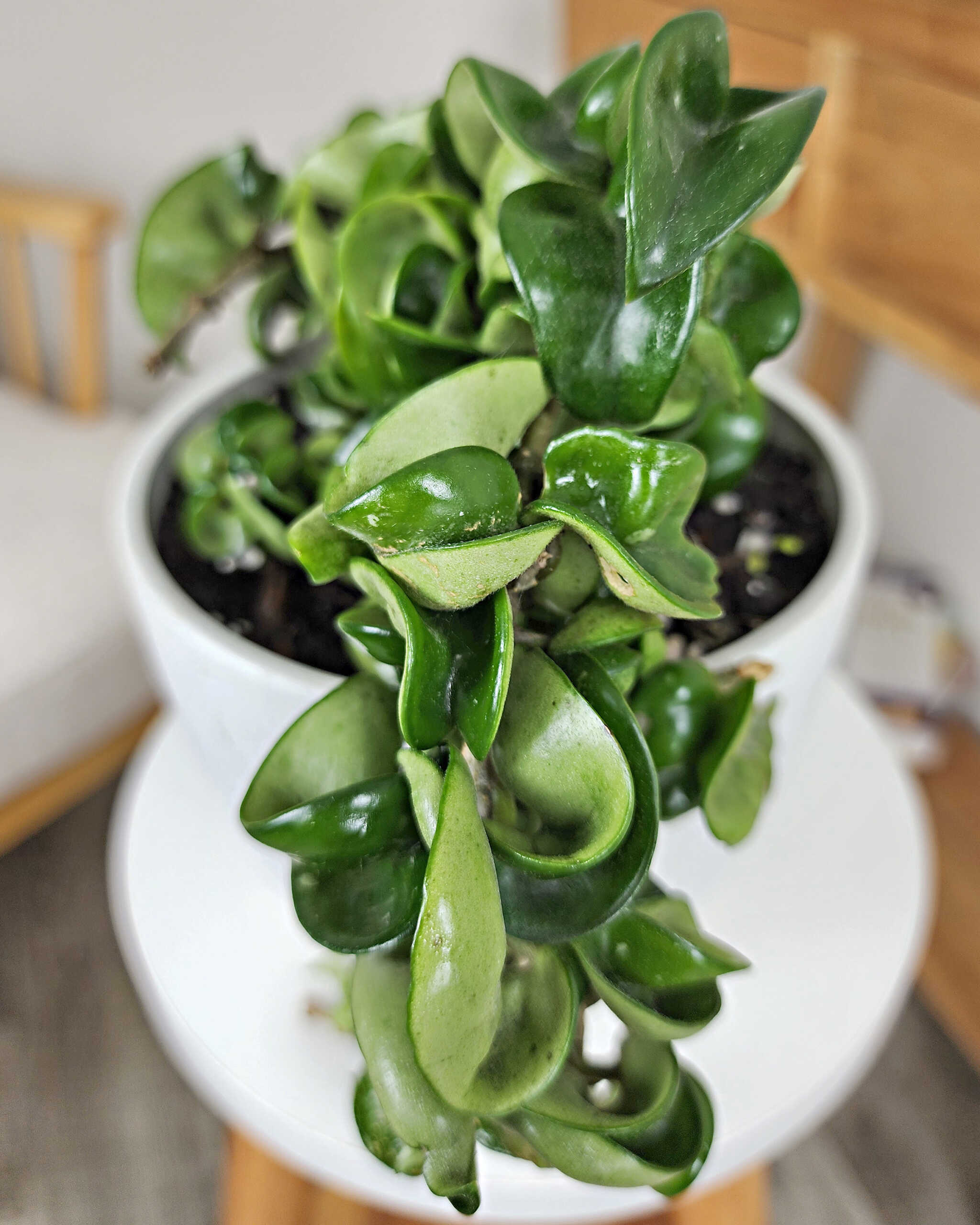 Hindu Rope Hoya ‘Compacta’ | PlantVine