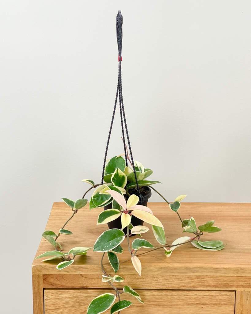 Hoya carnosa ‘Krimson Queen’, Wax Vine Plant | PlantVine