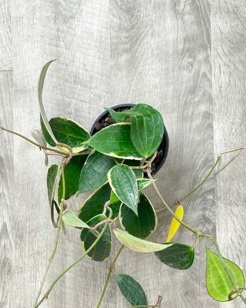 Hoya Varieties | PlantVine