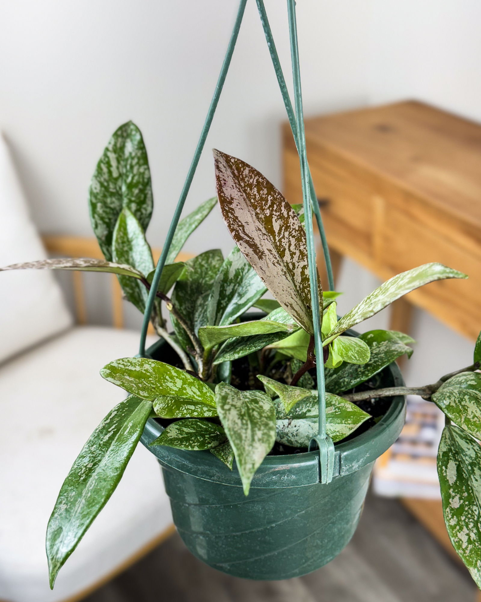 Pink Speckled Hoya | PlantVine