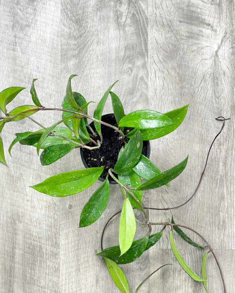 Hoya Varieties | PlantVine