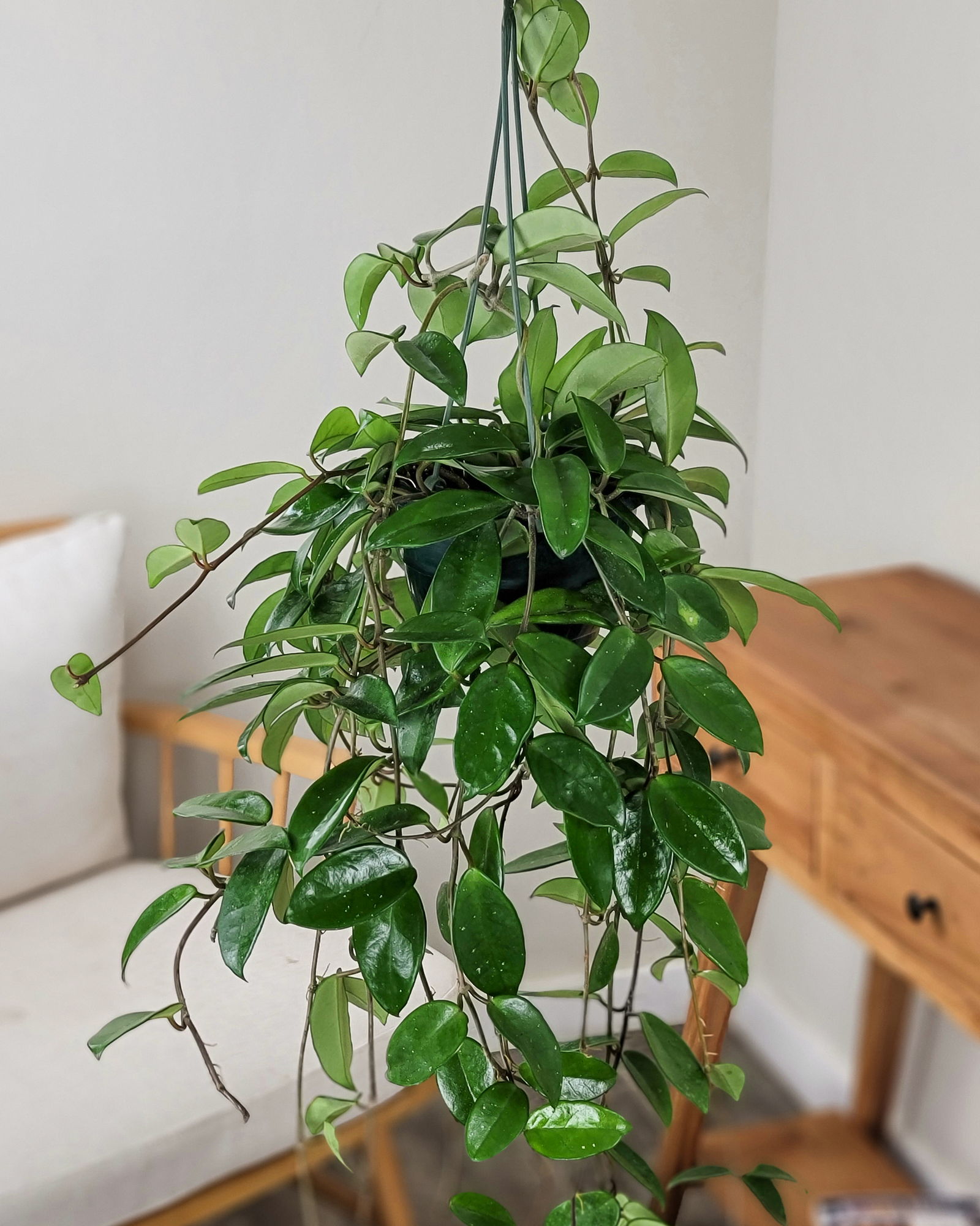 Hoya pubilcalyx | PlantVine