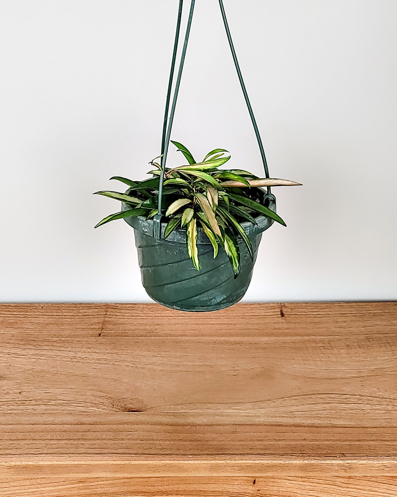 Tri-Color Hoya wayetii | PlantVine