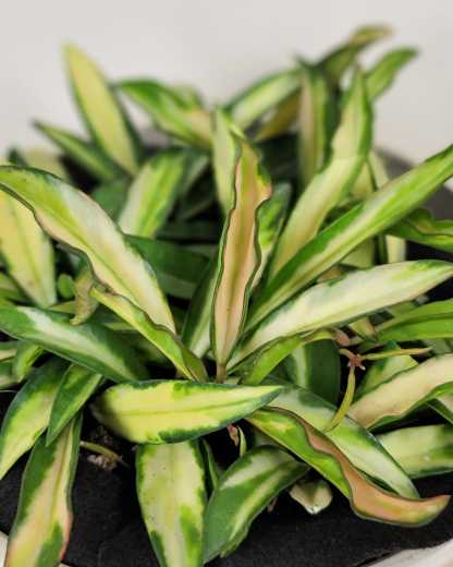 Tri-Color Hoya wayetii | PlantVine