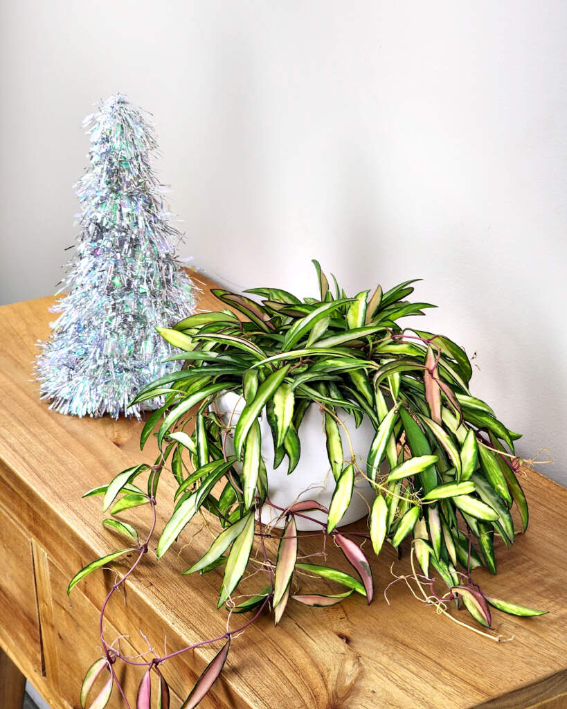 Tri-color Hoya with Meseta Planter | PlantVine