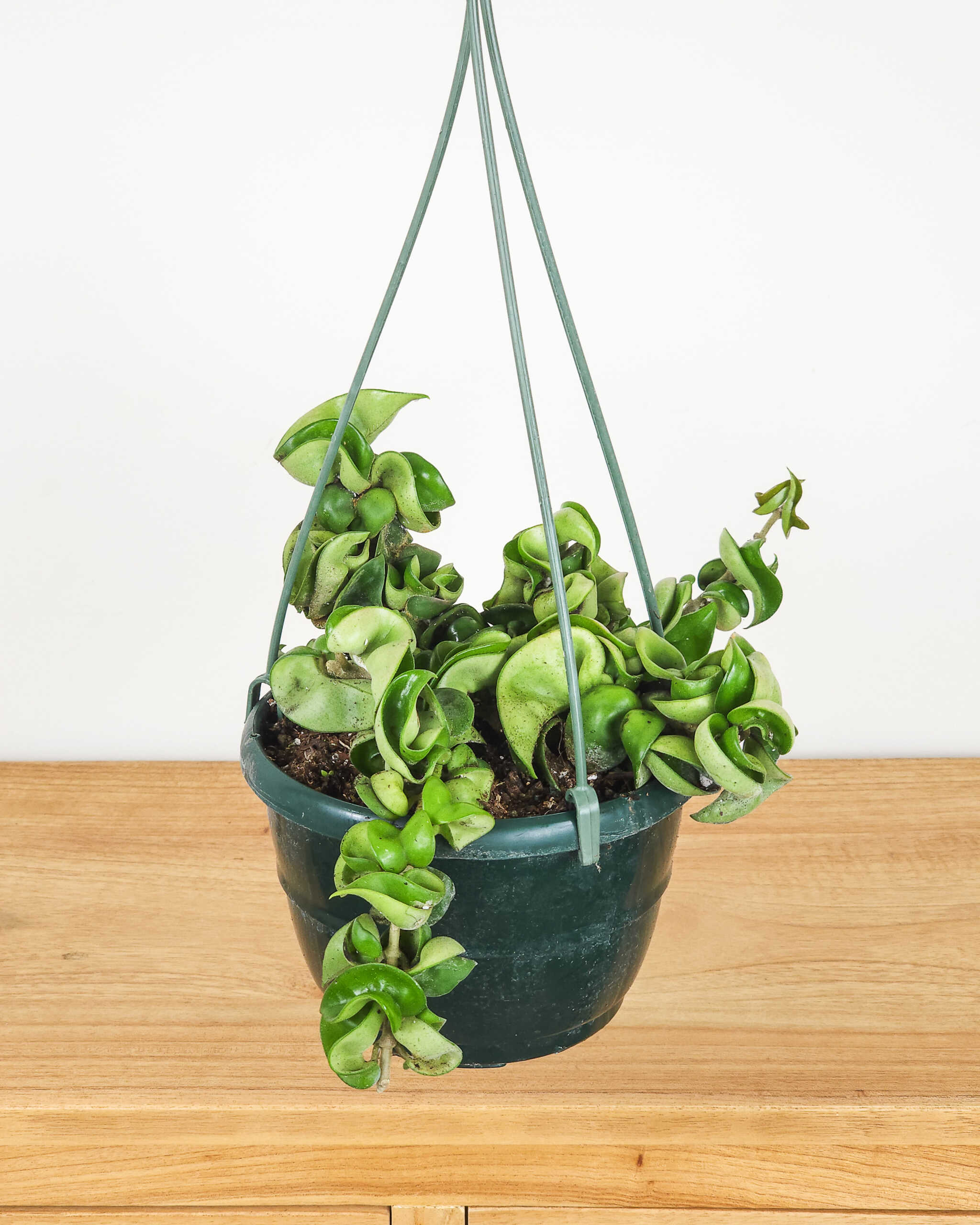 Hindu Rope Hoya ‘Compacta’ | PlantVine