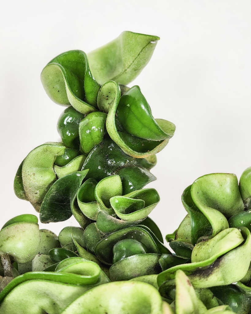 Hindu Rope Hoya ‘Compacta’ | PlantVine