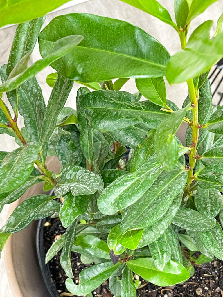 Pimenta racemosa, Bay Rum | PlantVine