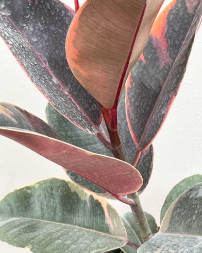 Ficus elastica ‘Ruby’ | PlantVine