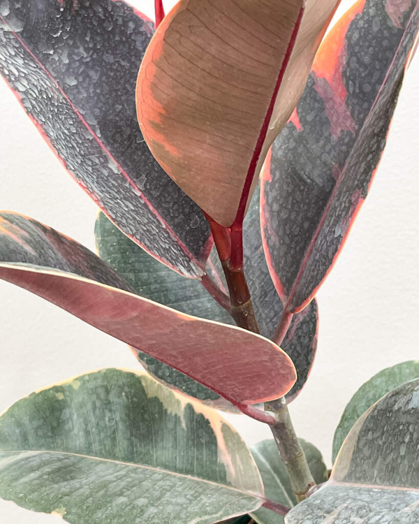 Ficus elastica ‘Ruby’ | PlantVine