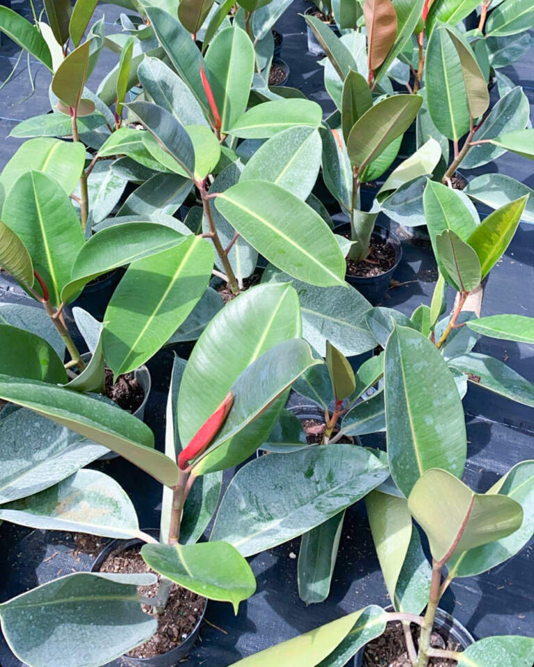 Ficus elastica ‘Ruby’ | PlantVine