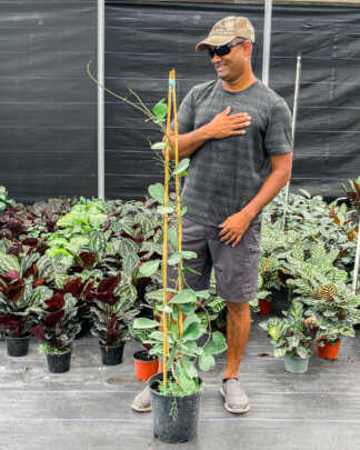 Philodendron Mayoi | PlantVine