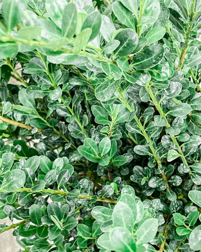 Compact Japanese Holly | PlantVine