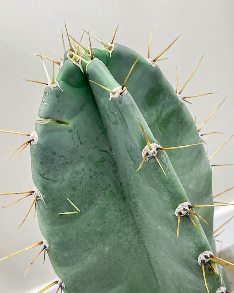 Cereus peruvianus, Peruvian Apple Cactus | PlantVine