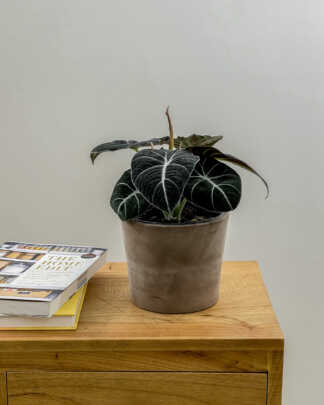 Natural Root Stimulant | PlantVine