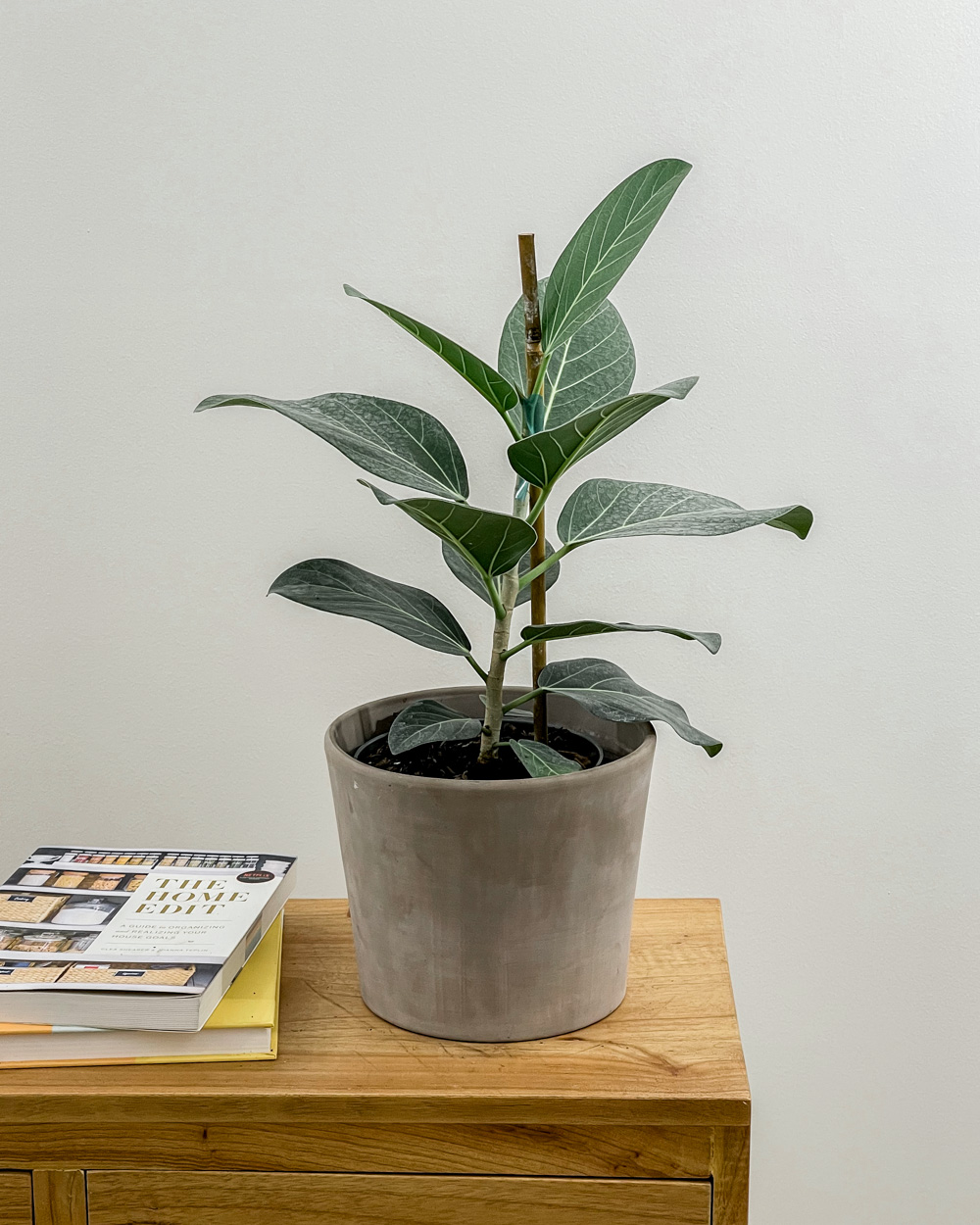 Ficus ‘Audrey’, Bengal Fig | PlantVine