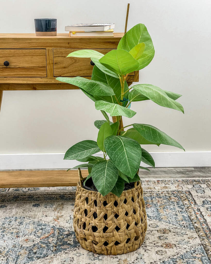 Ficus altissima ‘Neon’, Council Tree | PlantVine