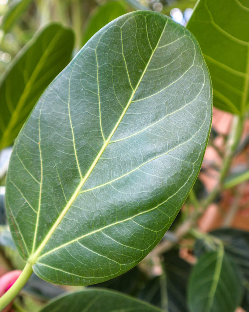 Ficus 'Audrey', Bengal Fig | PlantVine