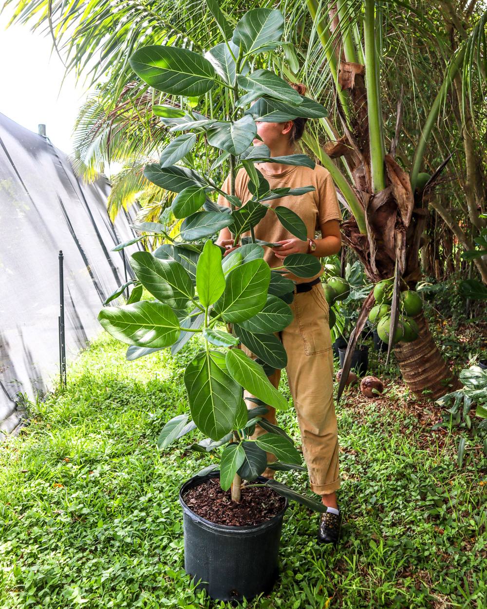 Buy Ficus 'Audrey', Bengal Fig | Free Shipping over $100