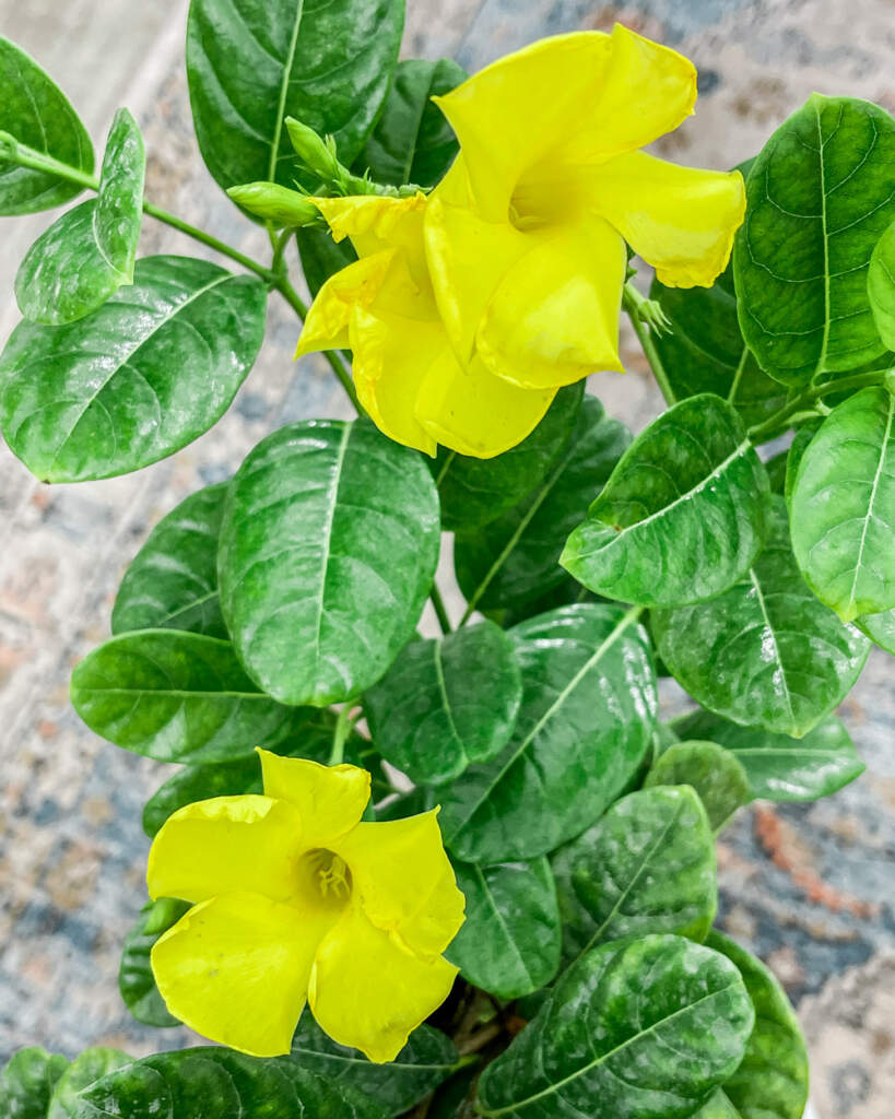 Wild Allamanda | PlantVine