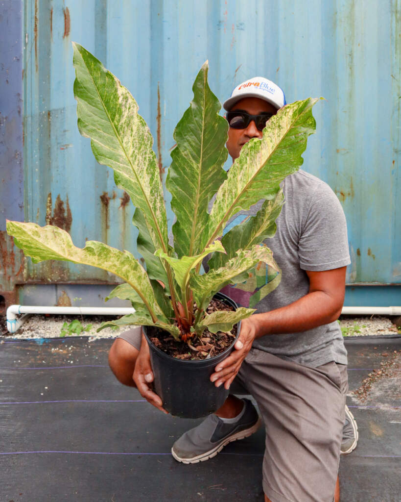 Anthurium ‘Thai Ruby’ | PlantVine