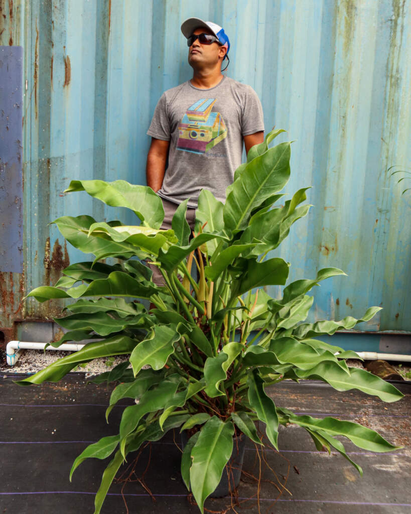 Philodendron ‘Little Phil’ | PlantVine