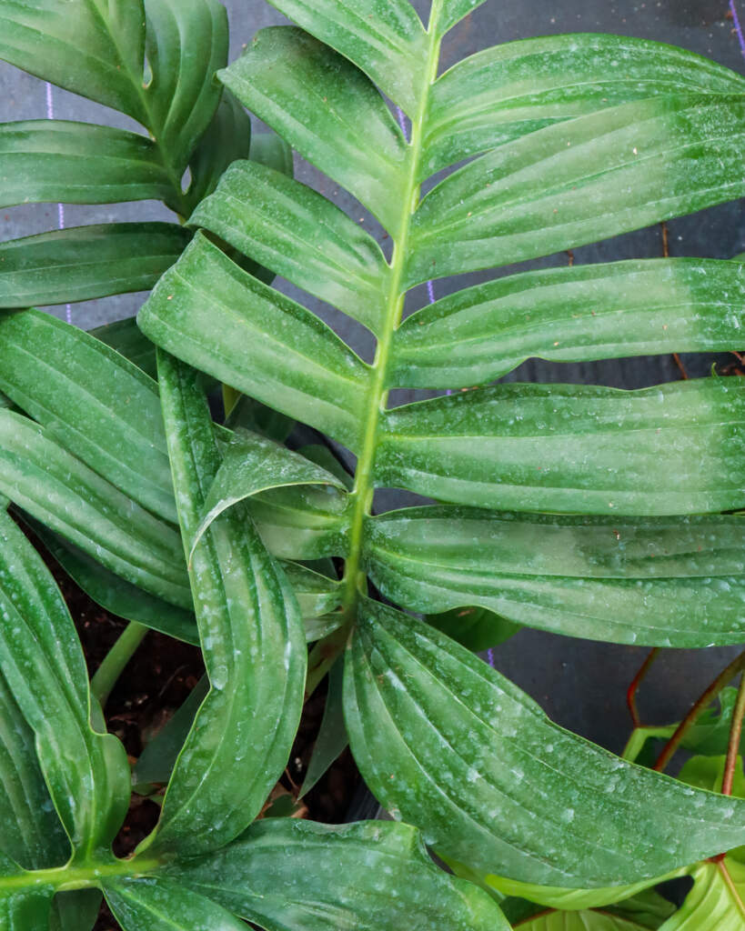 Rhaphidophora decursiva | PlantVine