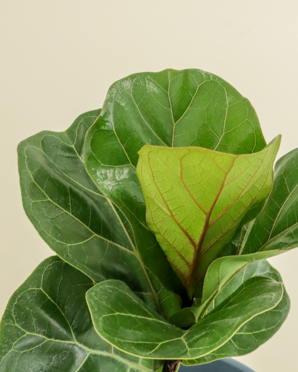 Buy Ficus lyrata 'Bambino', Dwarf Fiddle Leaf Fig | Free Shipping over $100