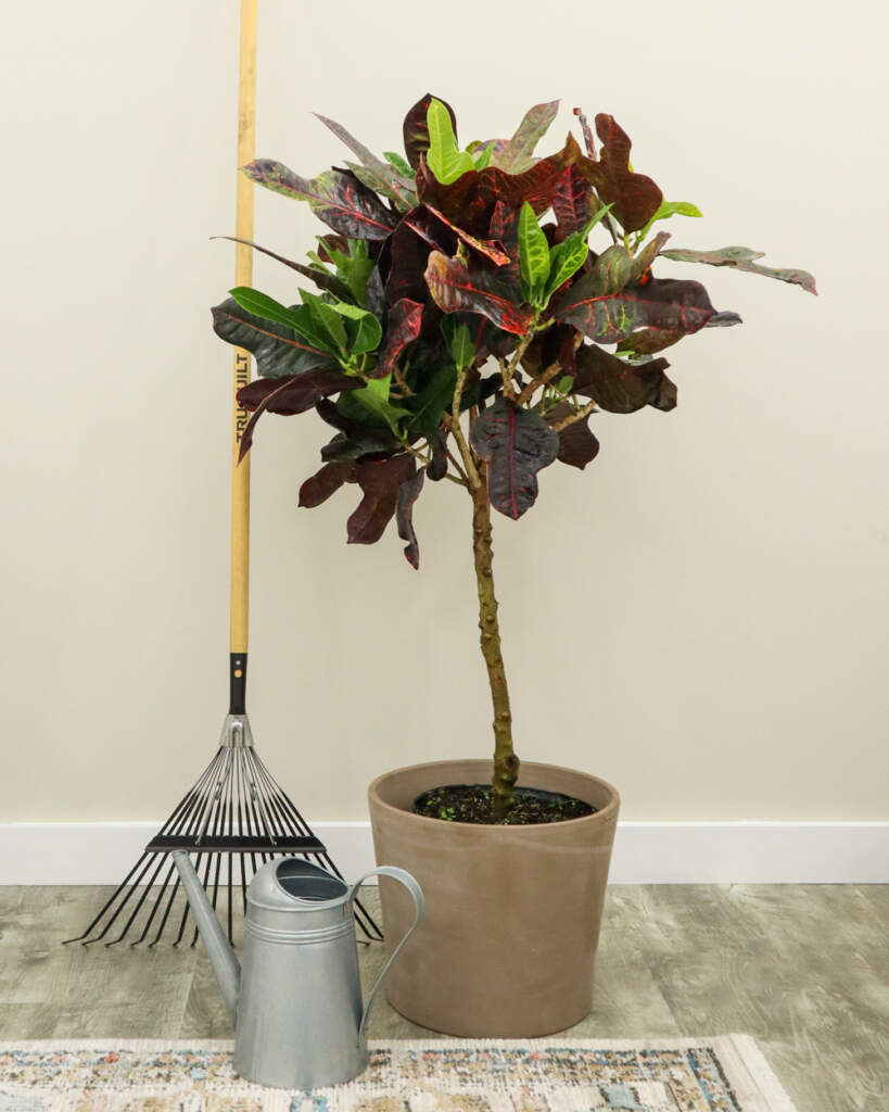 Buy Codiaeum variegatum 'Excellent', Croton | Free Shipping over $100