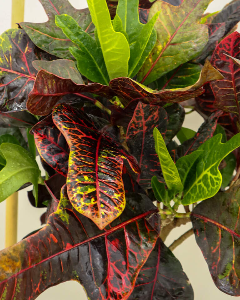 Buy Codiaeum variegatum 'Excellent', Croton | Free Shipping over $100
