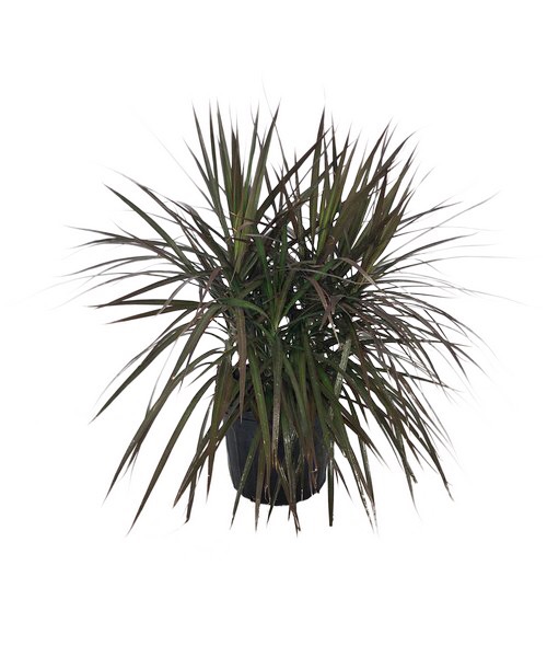 Dracaena marginata 'Magenta', Madagascar Dragon Tree | PlantVine
