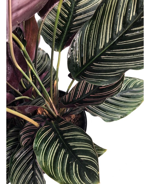 Calathea ornata | PlantVine