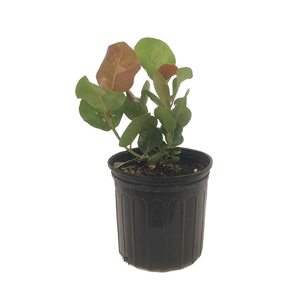 Coccoloba uvifera, Sea Grape, Seagrape | PlantVine